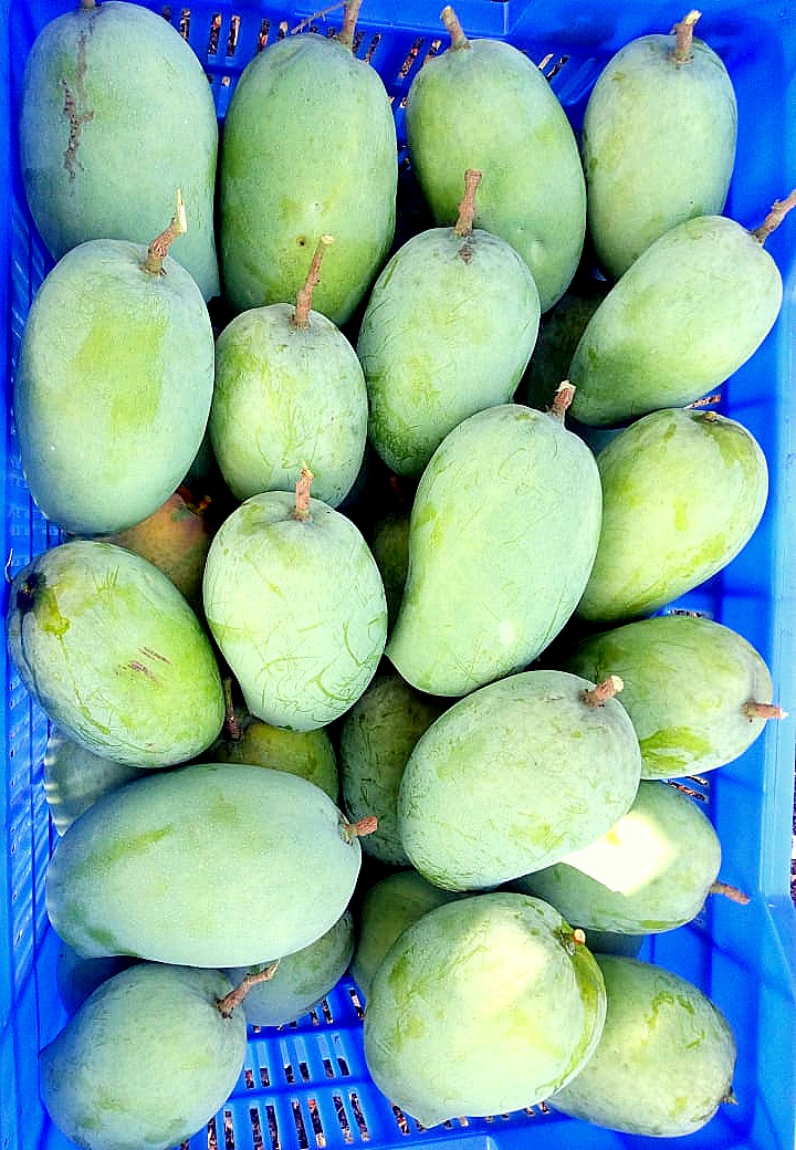Kesar Mango Suppliers, Exporter, Manufacturing, Traders, Producers ...